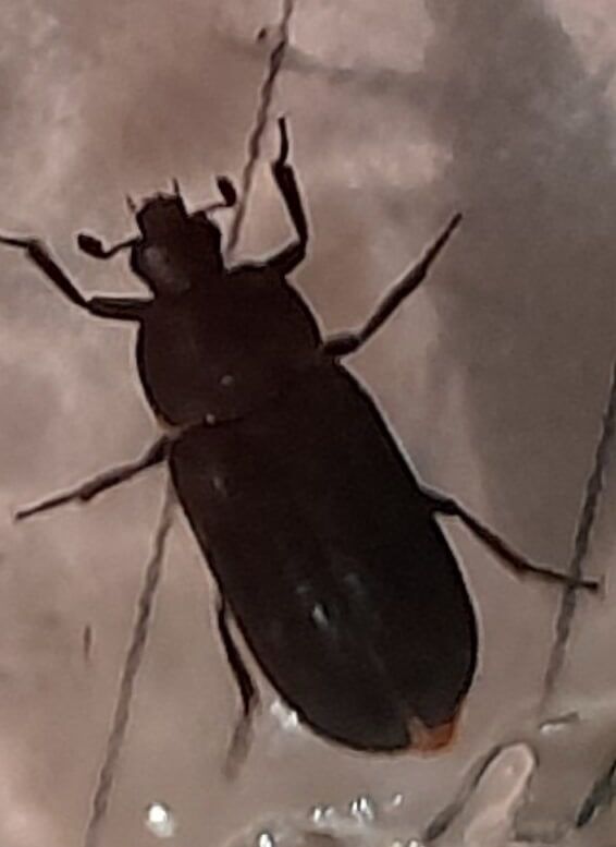 black larder beetle control and treatments home