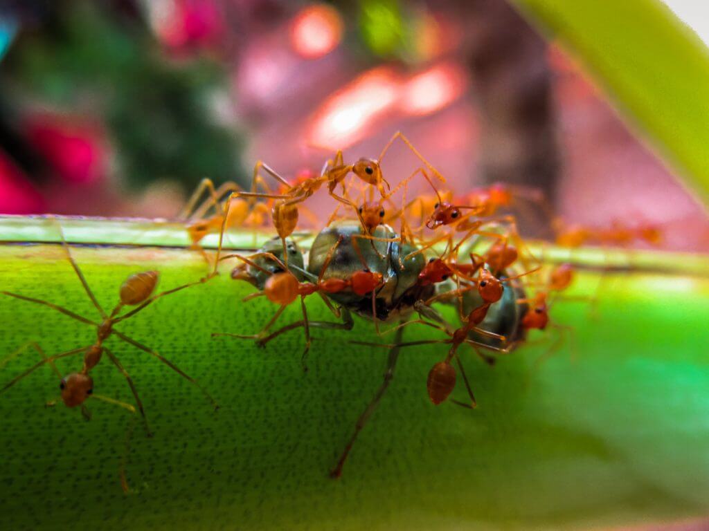 control and treatments for the home yard and garden