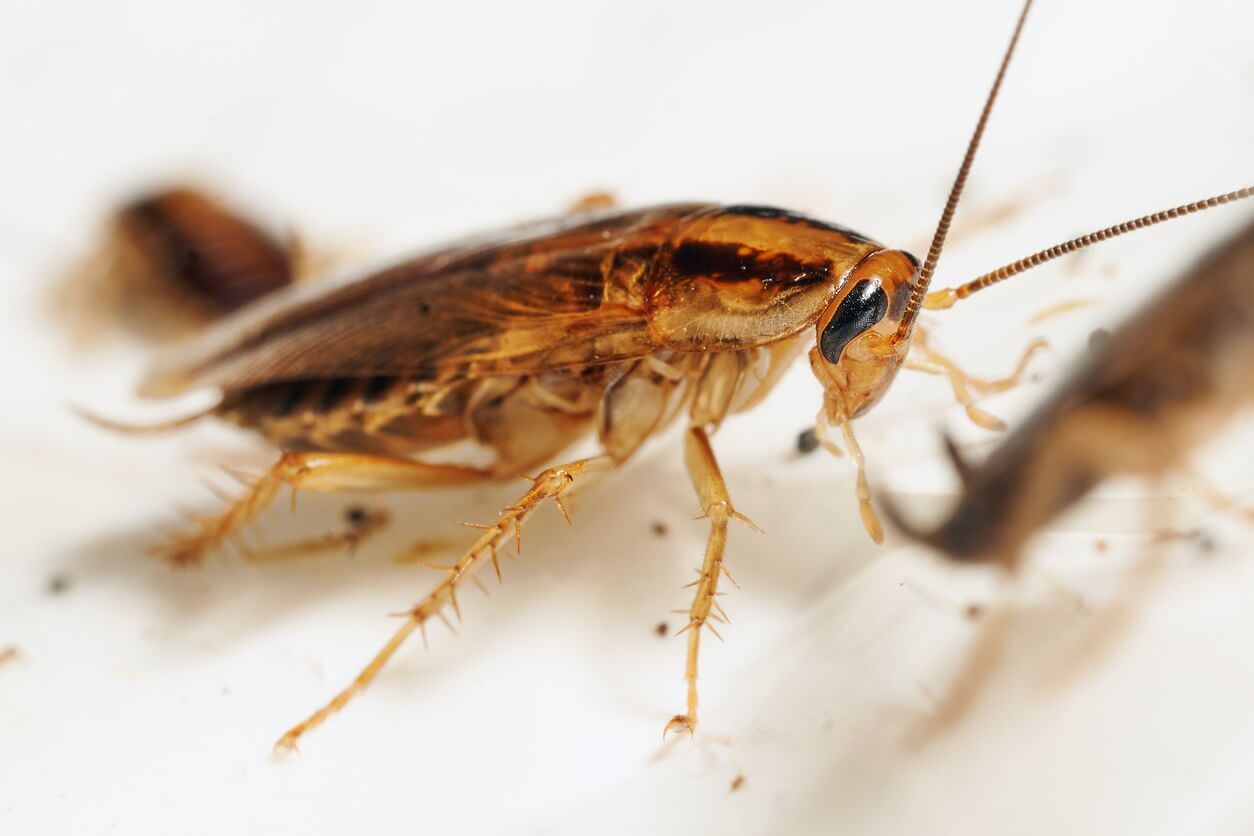 How to Remove Roach Smell from Home | BUGSPRAY.COM