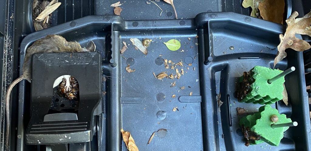 VOLE CONTROL FOR THE YARD AND GARDEN | BUGSPRAY