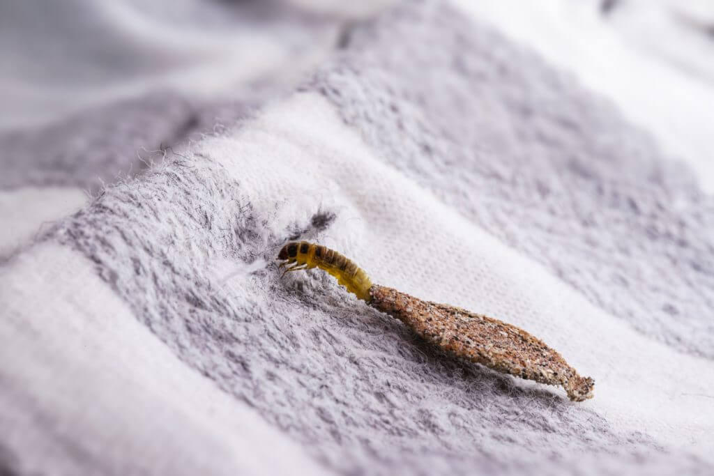 clothing moth control and treatments for the home