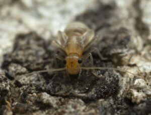 PSOCID TREATMENTS AND PRODUCTS | BUGSPRAY.COM | BUGSPRAY.COM