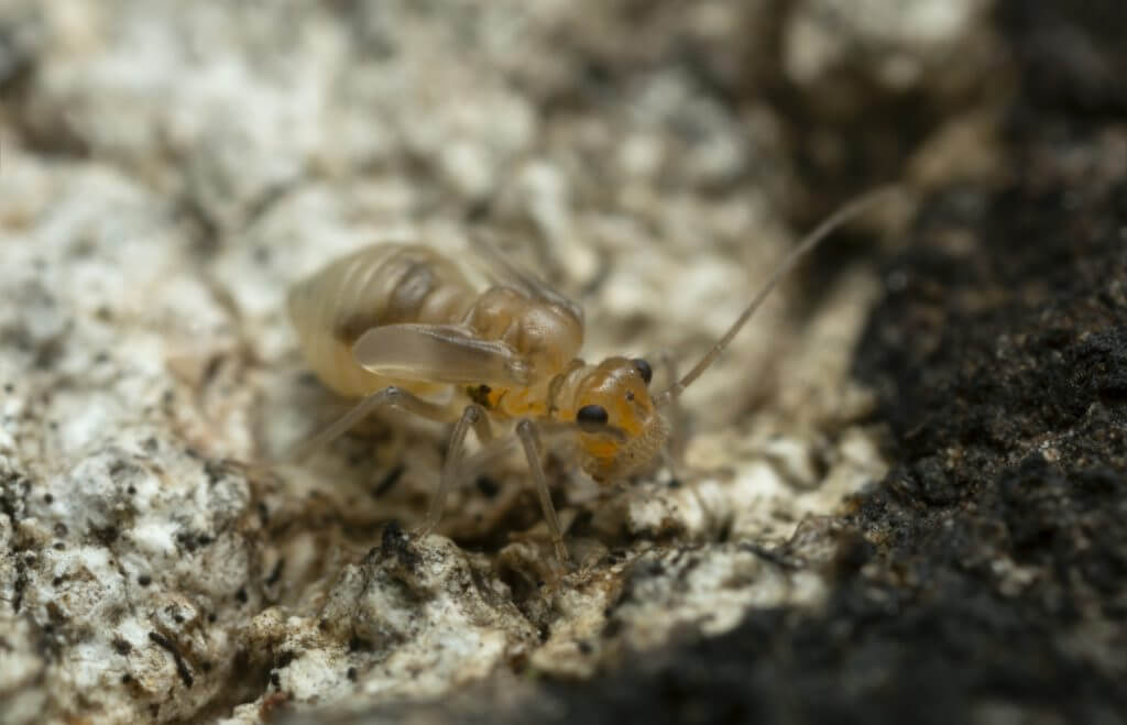 booklice control and treatments for the home and living areas