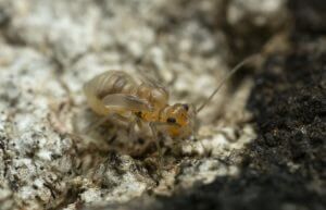 PSOCID TREATMENTS AND PRODUCTS | BUGSPRAY.COM | BUGSPRAY.COM