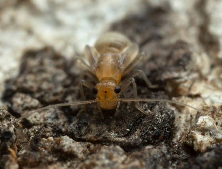 booklice control and treatments for the home and living areas