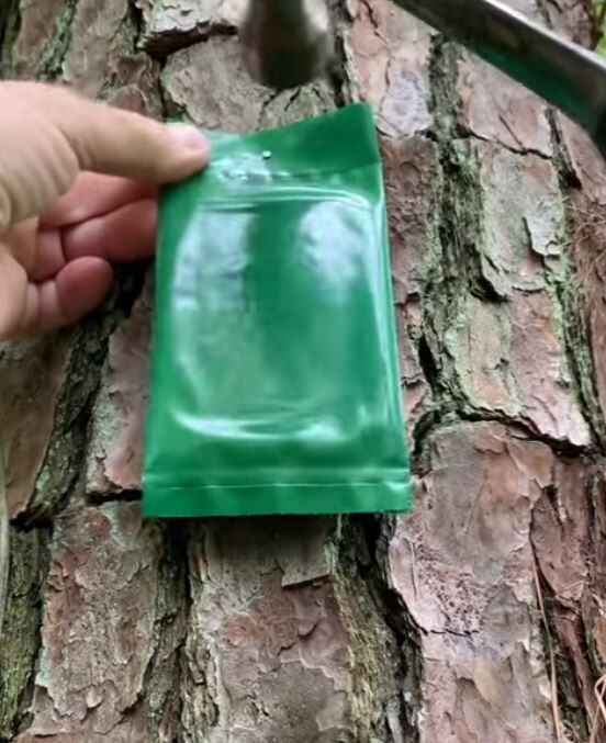 BEST PINE BORER REPELLENT | BUGSPRAY.COM