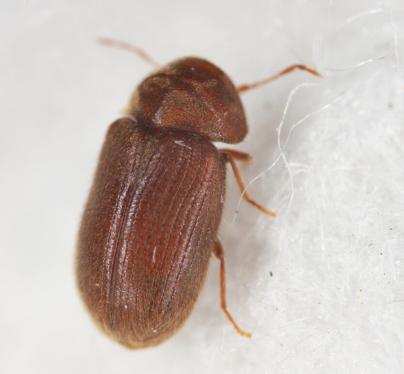 drugstore beetle control and treatments for the home