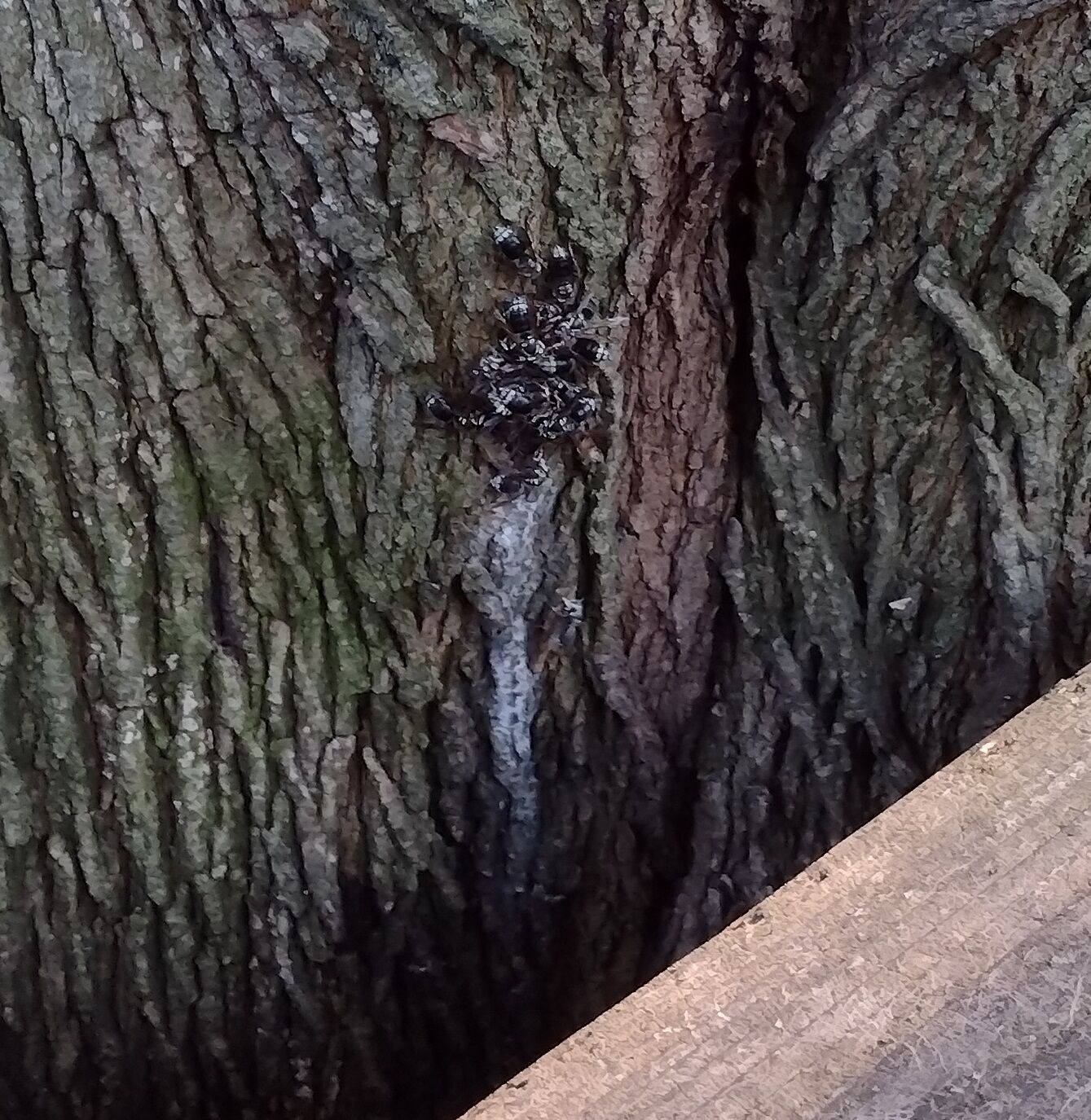 HOW TO STOP HORNETS AND WASPS GIRDLING | BUGSPRAY | BUGSPRAY.COM