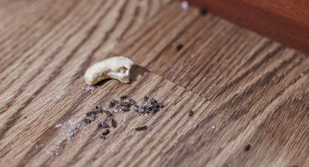 rodent droppings in my garage | BUGSPRAY.COM