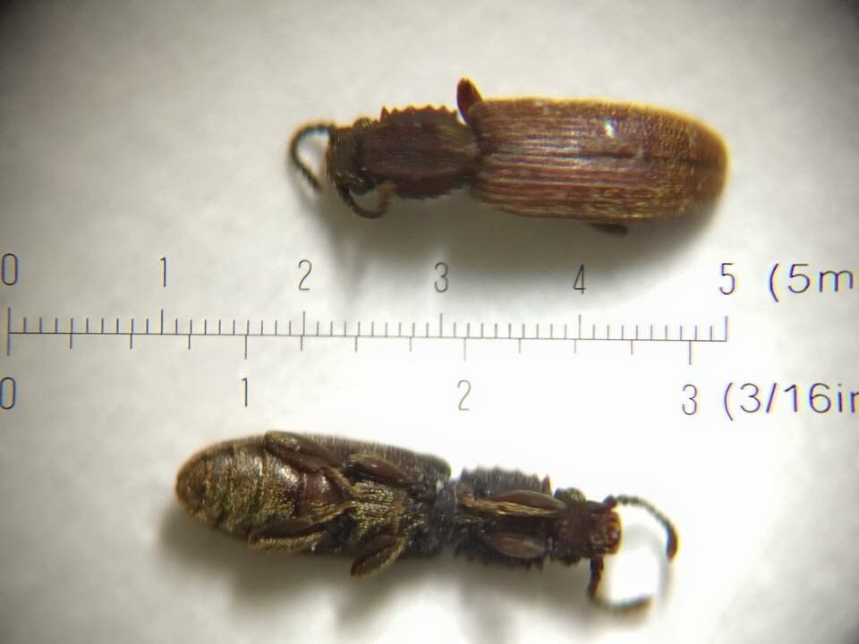 sawtooth grain beetle control and treatments for the home and kitchen