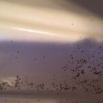 springtail control and treatments for the home yard and garden