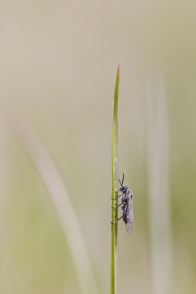 thrip control and treatments for the home yard and garden