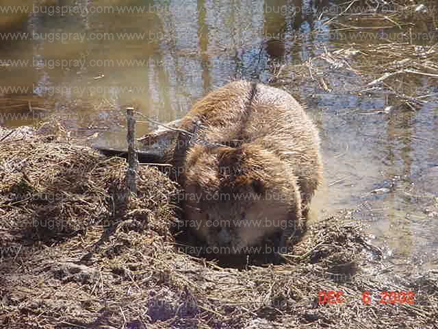 Beaver Control and Treatments