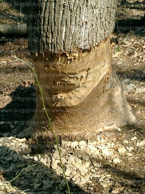 Beaver Control and Treatments