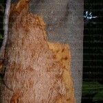 porcupine control and treatments for the home yard and trees