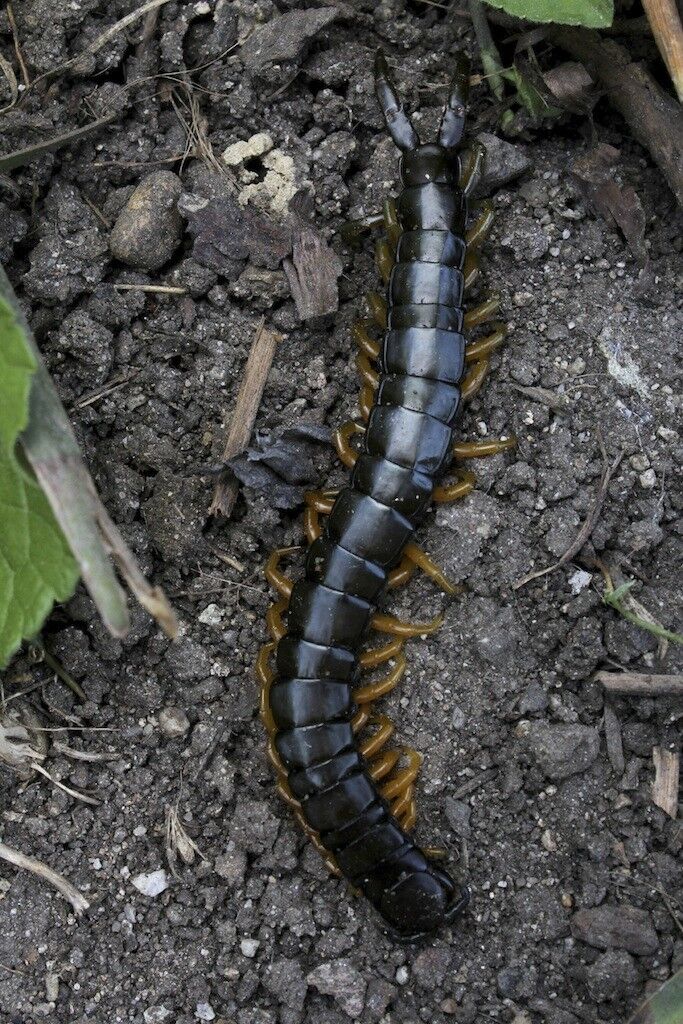 centipede control and treatments for the home yard and garden