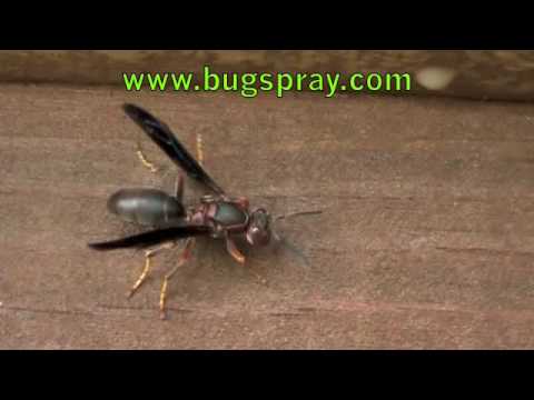 Wasp treatments and repellent sprays for use on the home and garden