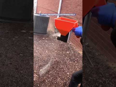 springtail control and treatments for the home yard and garden