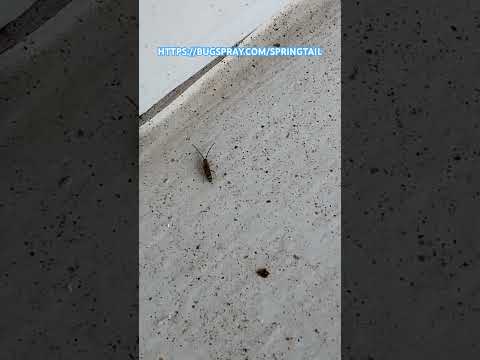 springtail control and treatments for the home yard and garden