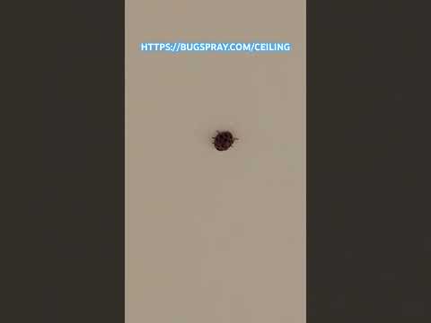 booklice control and treatments for the home and living areas