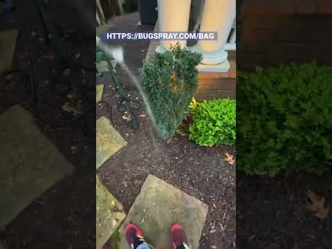 springtail control and treatments for the home yard and garden