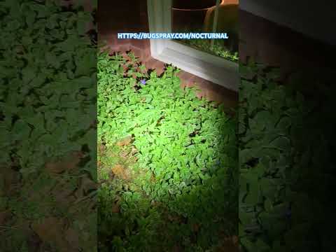 SPRINGTAILS ON MY HOUSE AT NIGHT | BUGSPRAY.COM
