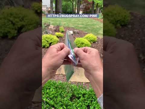 pine bark beetle control and treatments for infected trees