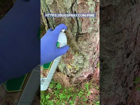 pine bark beetle control and treatments for infected trees