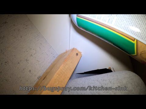 springtail control and treatments for the home yard and garden