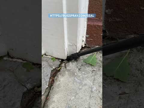 springtail control and treatments for the home yard and garden