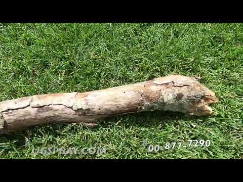 HOW TO TELL YOUR TREE HAS BORERS | BUGSPRAY.COM