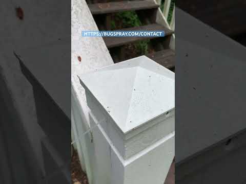 springtail control and treatments for the home yard and garden